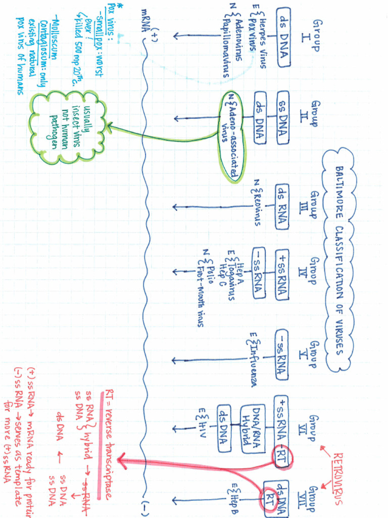Baltimore Classification of Viruses (Map) | PDF