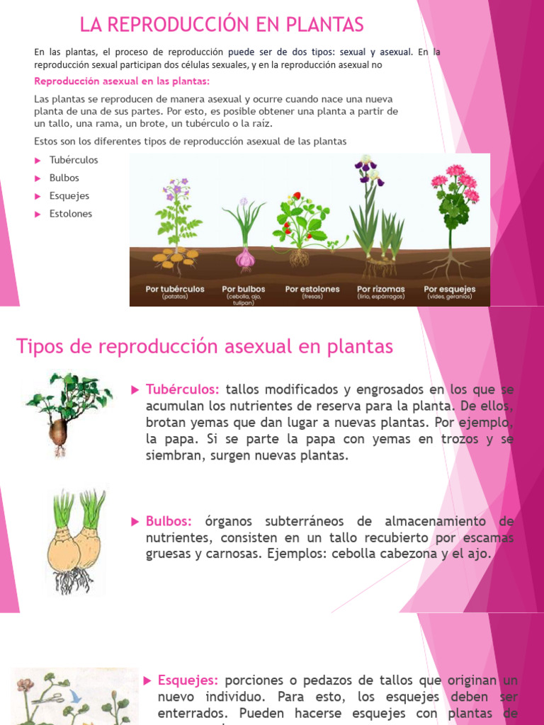 La Reproducción en Las Plantas | PDF | Plantas | Reproducción