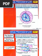 Endocrine System Grade 12 Notes | PDF