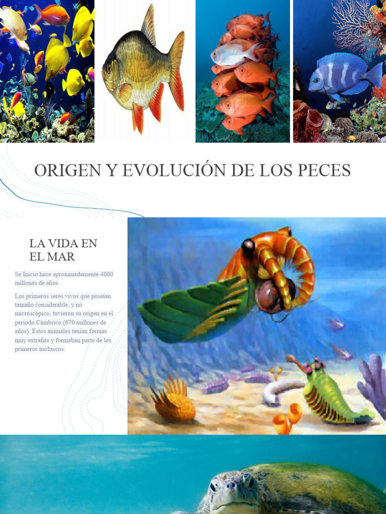 Evolución y Tipos de Peces Marinos | PDF