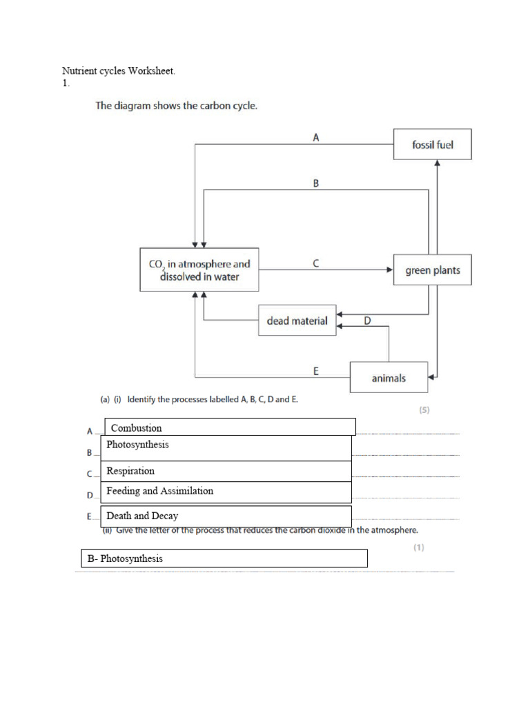 Nutrient Cycles Worksheet | PDF