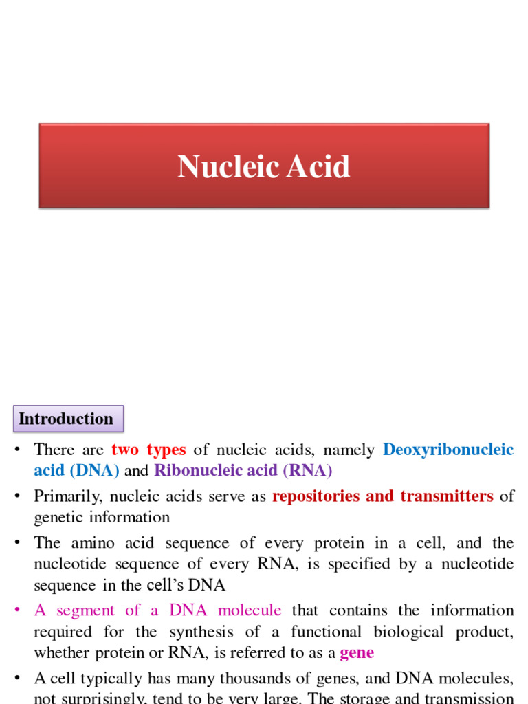 Nucleic Acid | PDF | Rna | Nucleotides