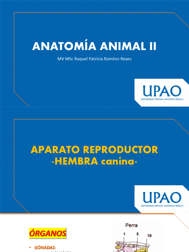 Aparato Reproductor de La Hembra | PDF | Vagina | Labios