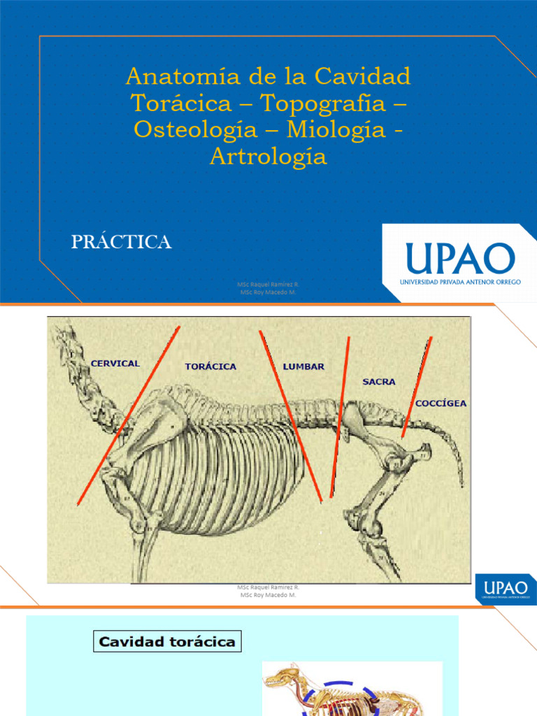 PRÁCTICA_OSTEOLOGÍA TORAX | PDF | Tórax | Anatomia animal