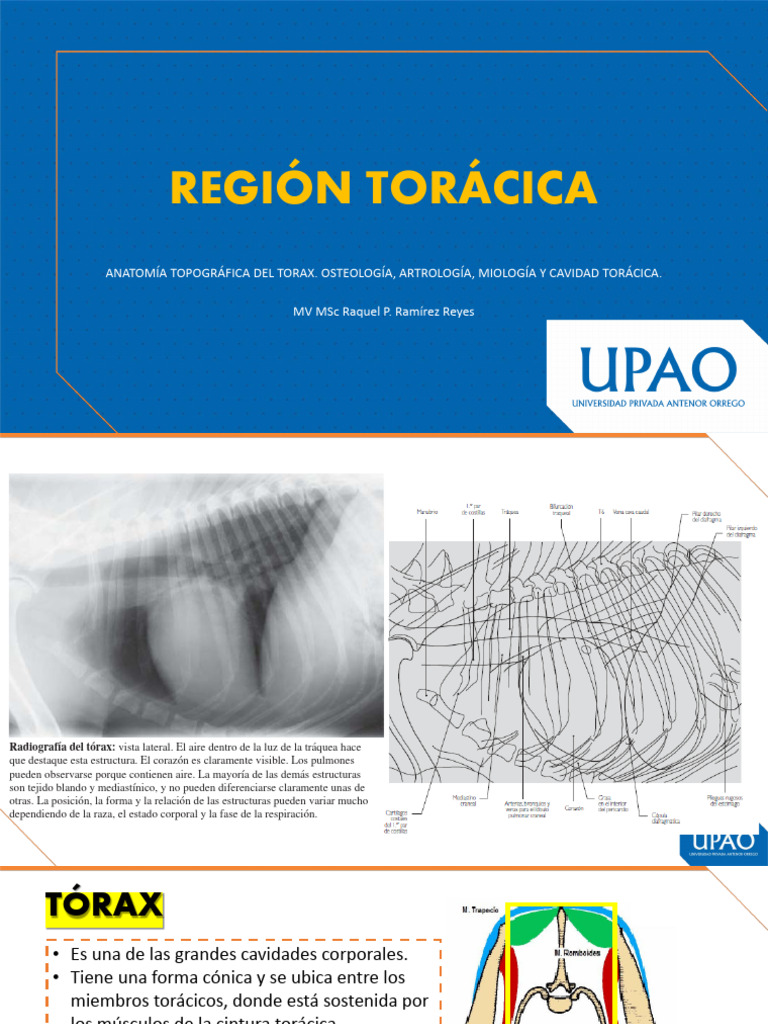 Región Torácica | PDF | Tórax | Vértebra