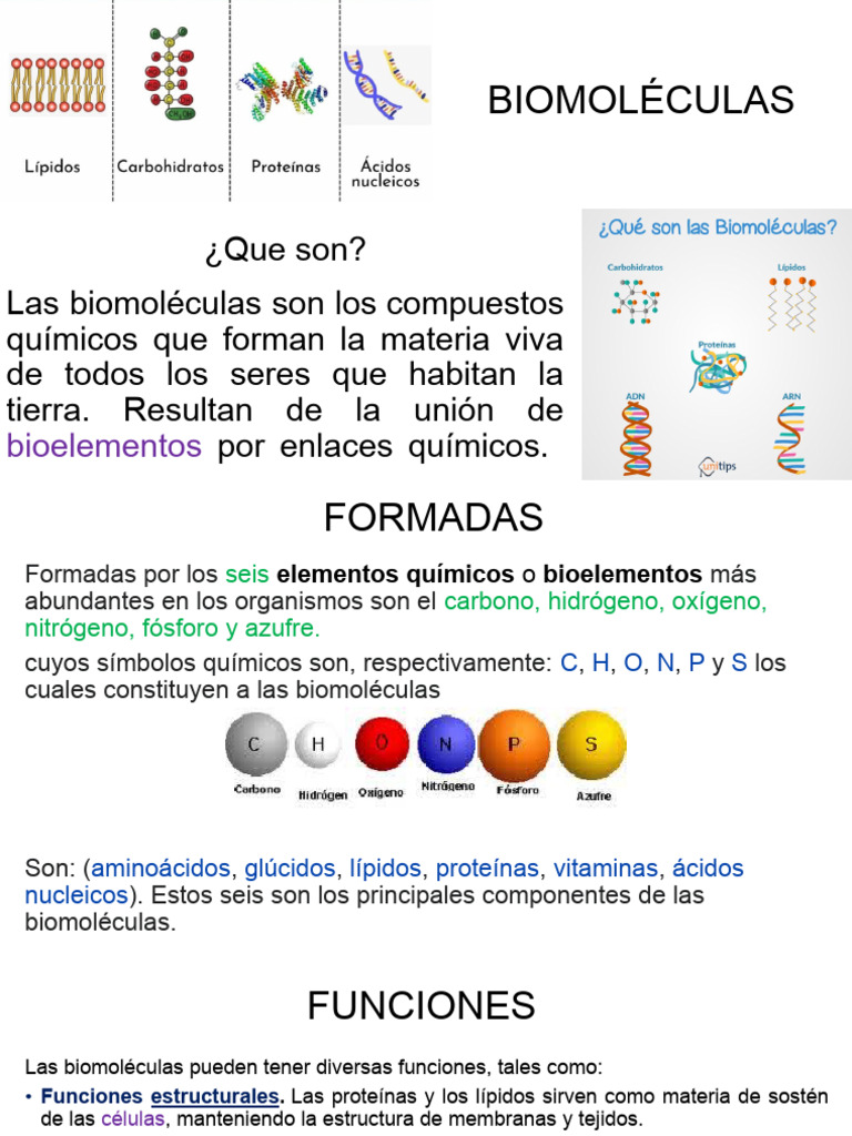 BIOMOLÉCULAS | PDF | Biomoléculas | Bioquímica