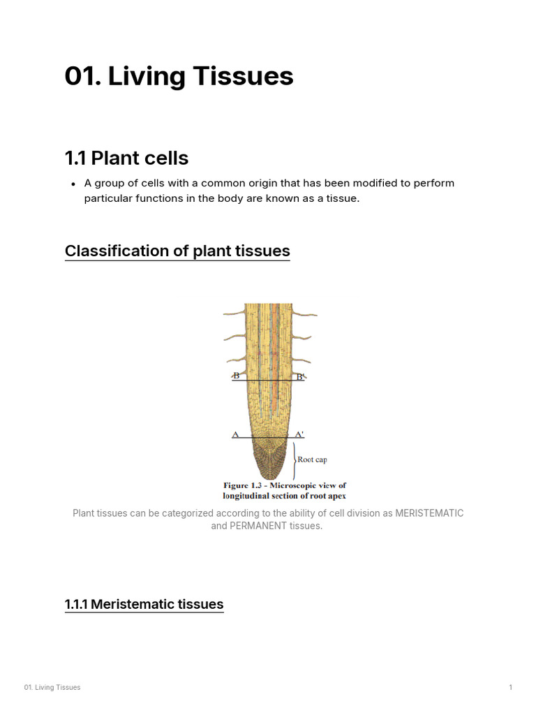 Classification of Plant Tissues | PDF | Tissue (Biology) | Morphology ...