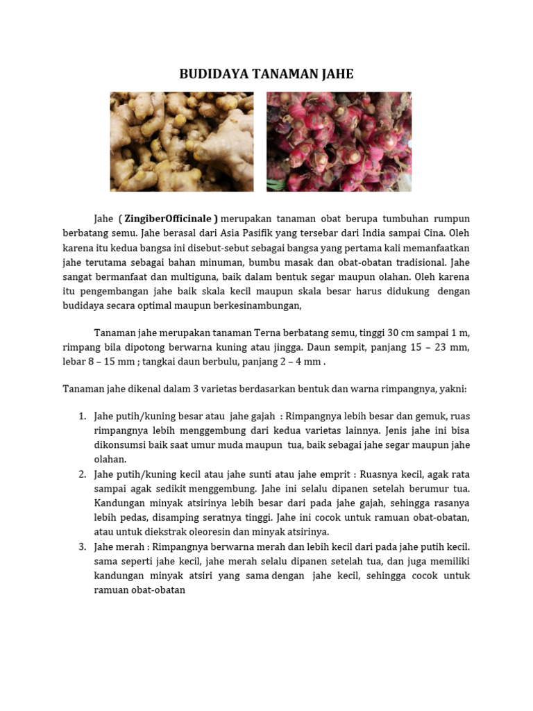 Budidaya Tanaman Jahe | PDF | Griya & Taman | Sains & Matematika