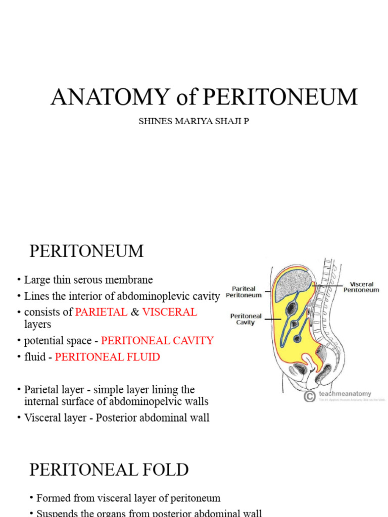 Anatomy Of Peritoneum 092413 Pdf