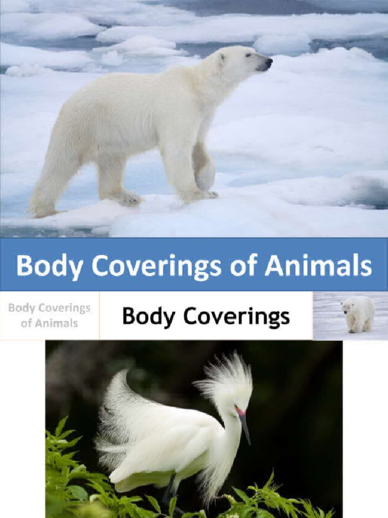 Animals Body Covering | PDF