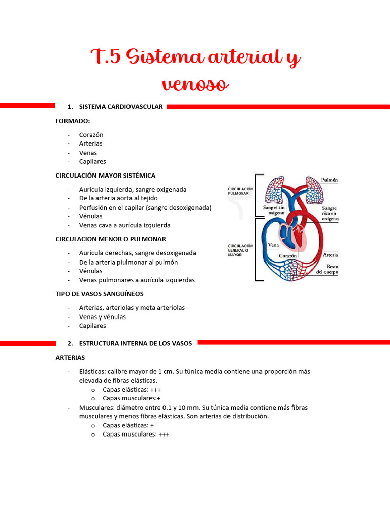 T.5 Sistema Arterial y Venoso | PDF | Aorta | Sistema circulatorio