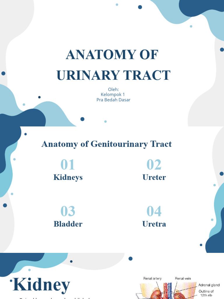 Urinary Tract Anatomy Overview | PDF | Kidney | Abdomen