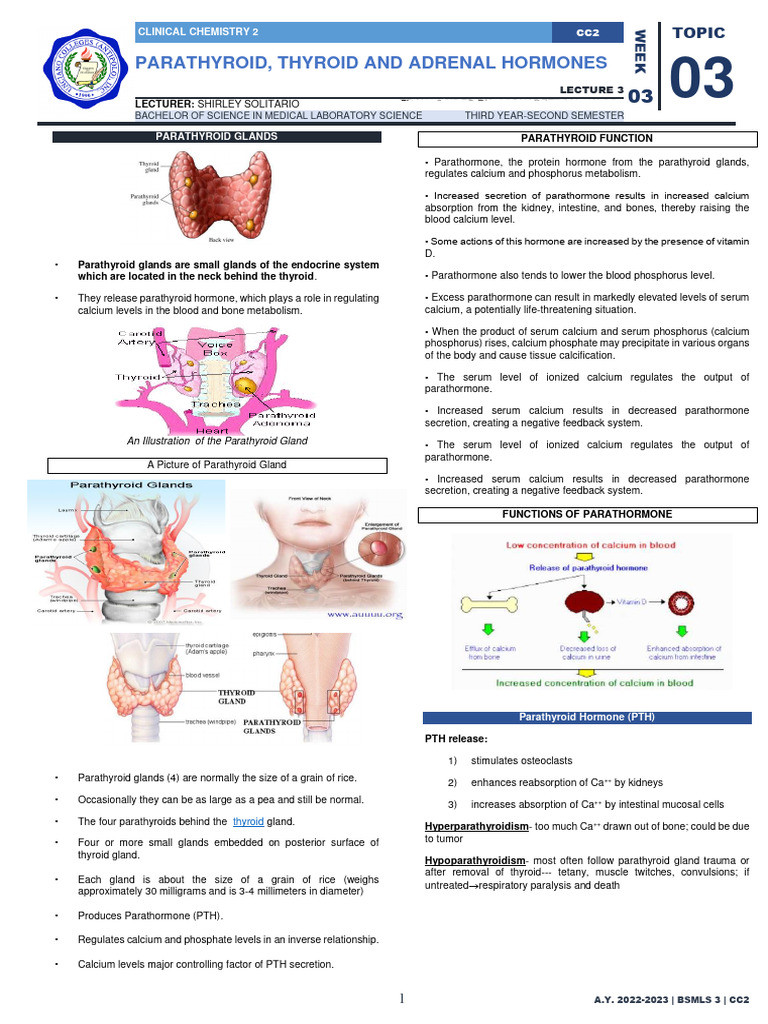 3-PARATHYROID GLANDS | PDF | Thyroid | Thyroid Stimulating Hormone