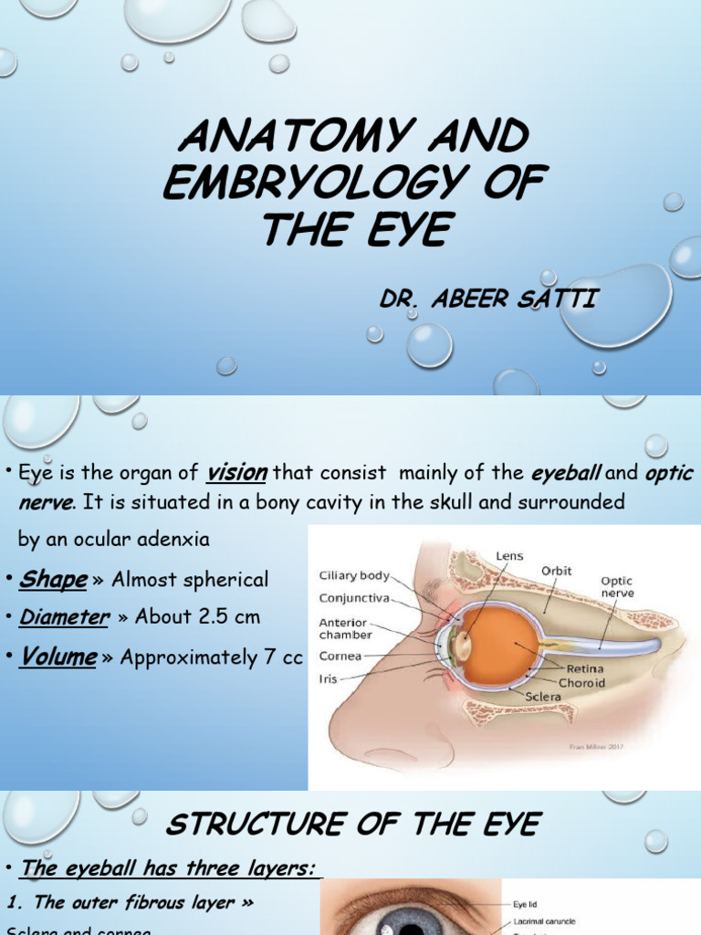 1&2-Anatomy and Embryology of The Eye.. S | PDF | Cornea | Human Eye