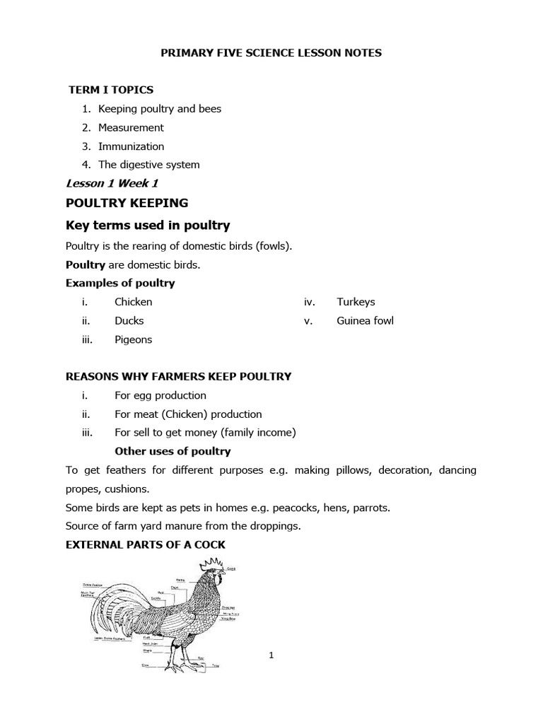 P - 5 Science Lesson Notes | Download Free PDF | Honey Bee | Bees