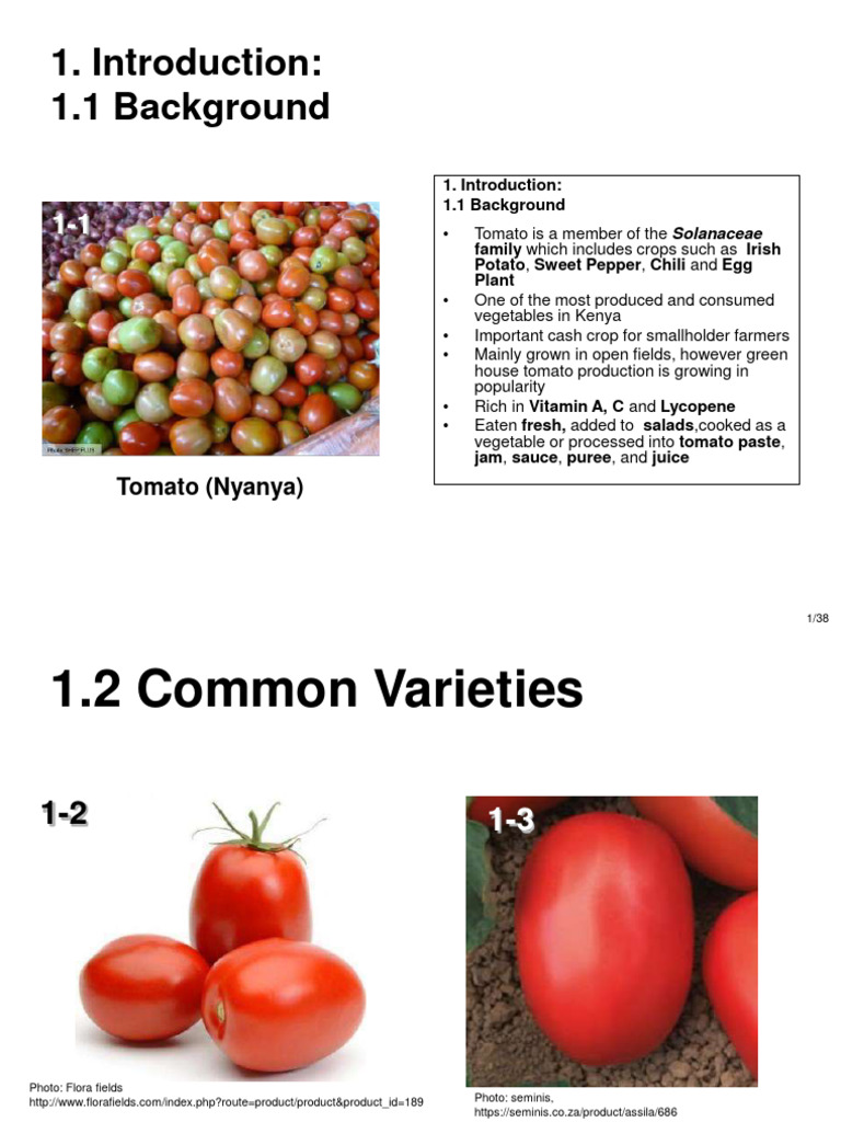 Tomato Growing | PDF | Tomato | Compost