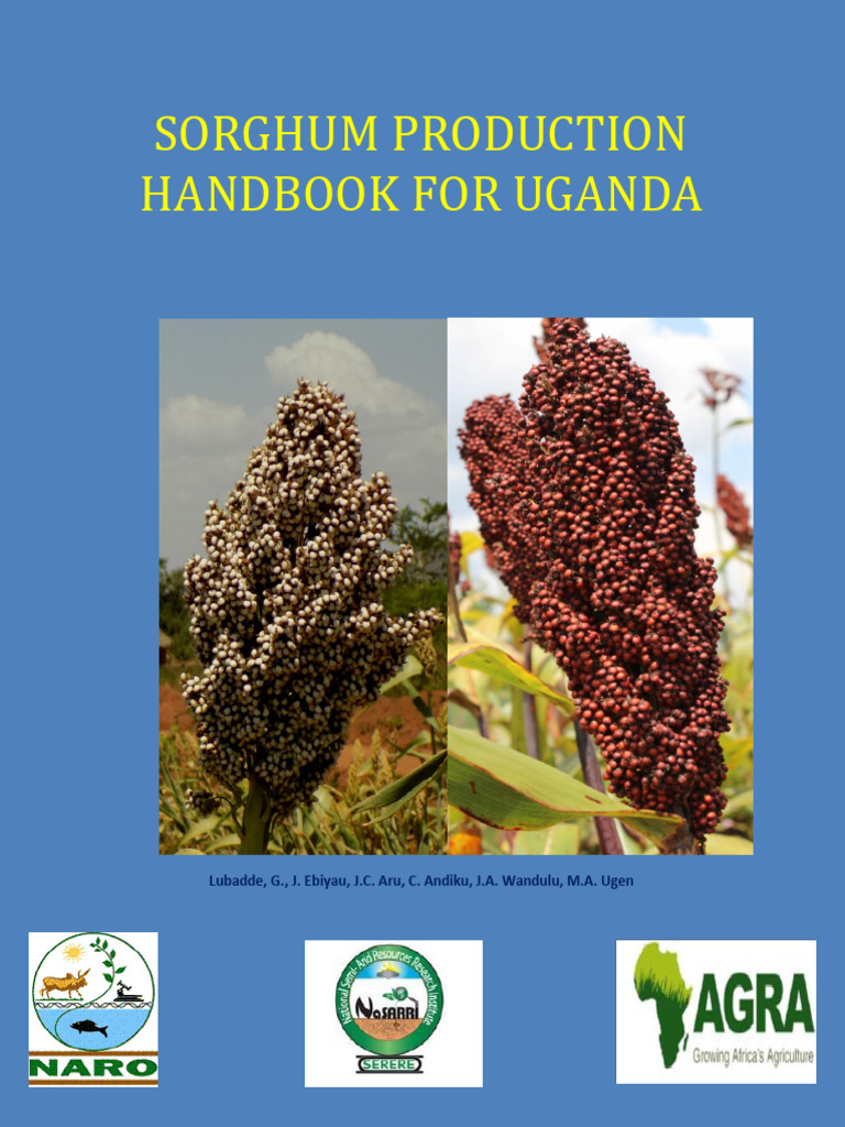Sorghum Production Guide 15 10 2018 | PDF | Cereals | Agriculture