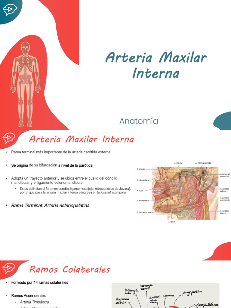 Arteria Maxilar Interna | PDF