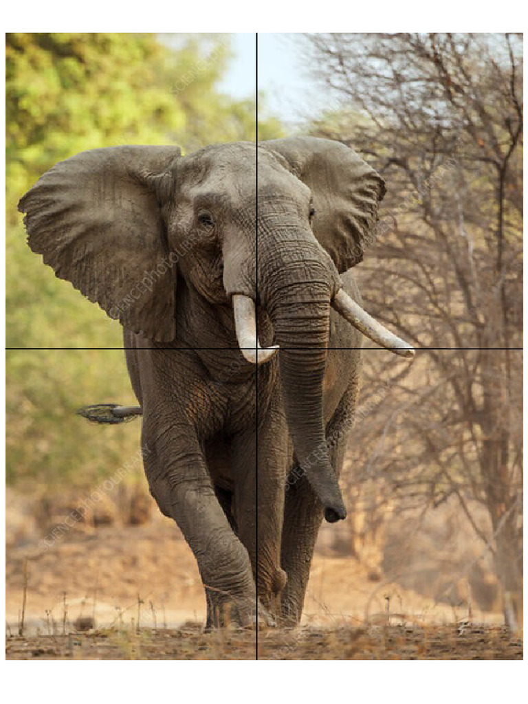 Elephant | PDF