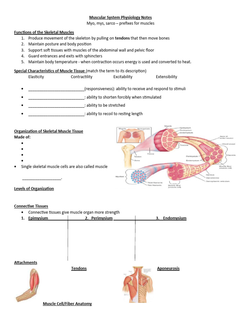 Muscular System Physiology Overview | PDF | Muscle Contraction ...
