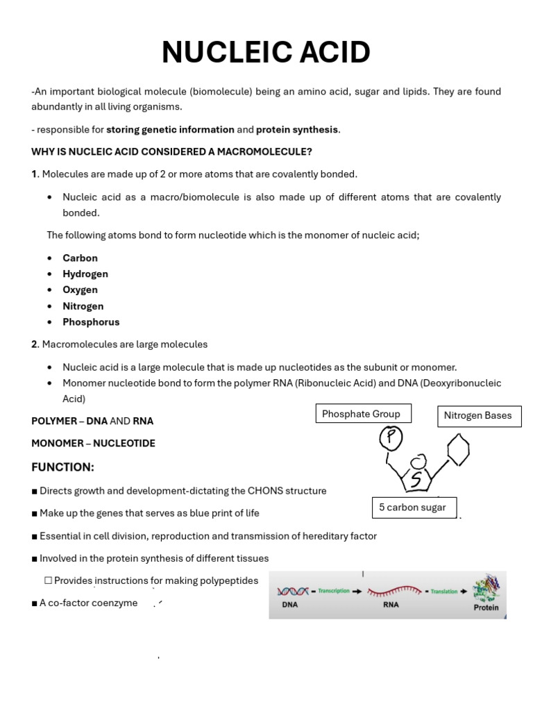 Nucleic Acid | PDF | Nucleic Acids | Rna