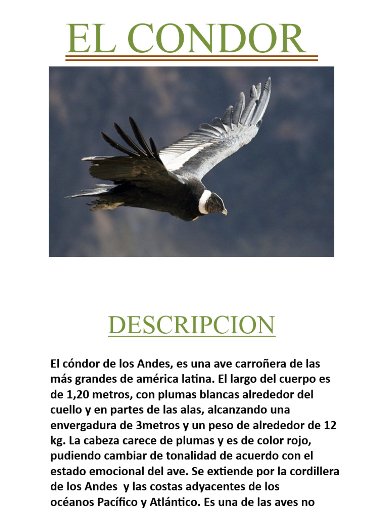 El Condor | PDF | Andes | Aves