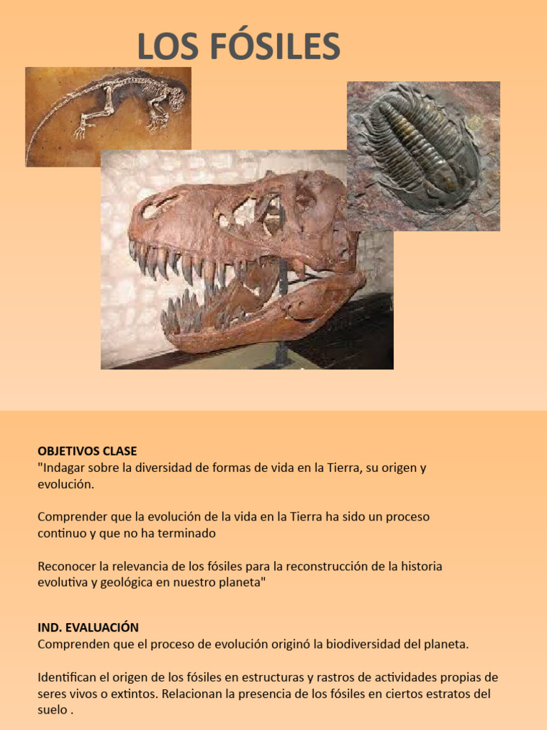 Clase 2 - Fósiles 1° Medio | PDF | Roca (geología) | Roca ígnea