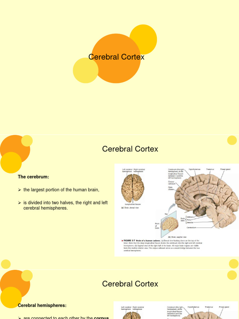 Cerebral Cortex | PDF | Cerebral Cortex | Motor Neuron
