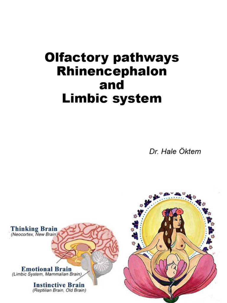 Olfactory pathways, rhinencephalon and limbic system | PDF | Limbic ...