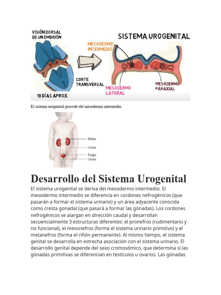 El Sistema Urogenital Procede Del Mesodermo Intermedio | PDF | Sistema ...