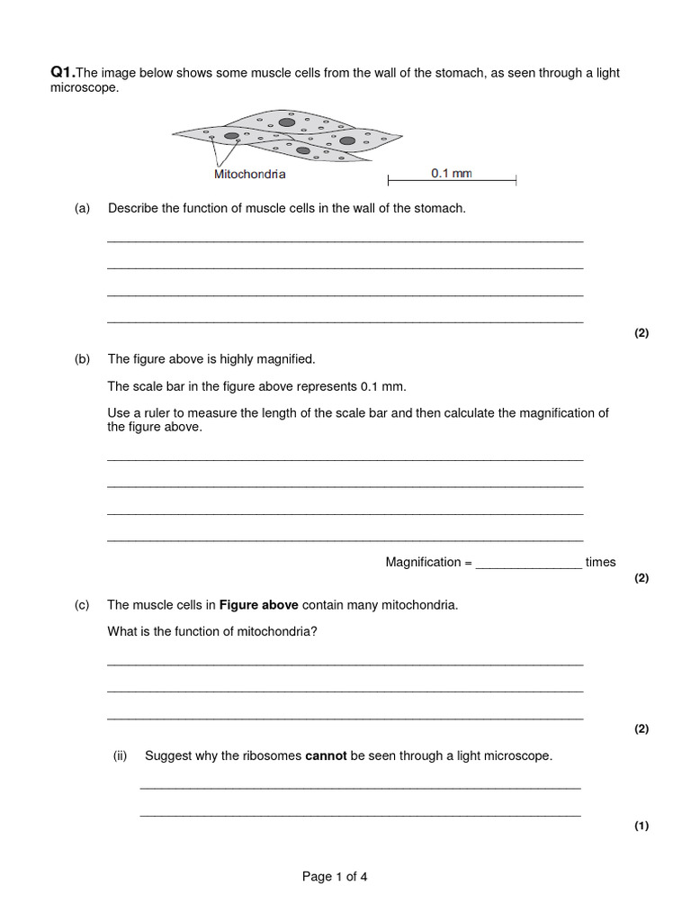 Task 4 Magnification Questions Part 2 Download Free Pdf Cellular Respiration Cell Biology