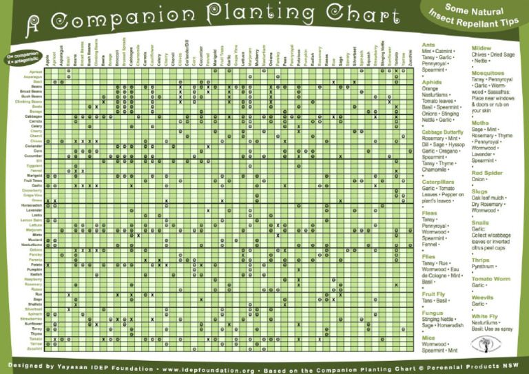 Companion Planting Chart PDF Download Permaculture (Agri Chart ...