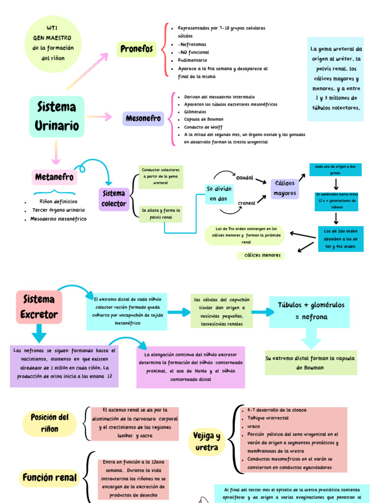 Mapa de Sistema Urinario | PDF | Riñón | Sistema urinario
