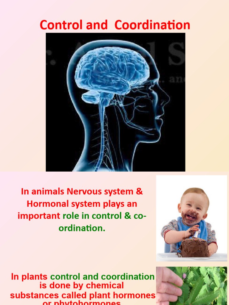 Class X Chapter 7 Control & Co-Ordination | PDF | Neuron | Nervous System