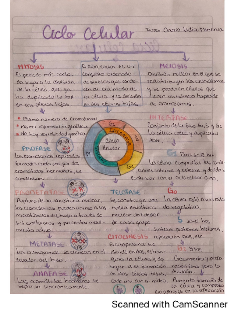 Esquema. Ciclo Celular | PDF