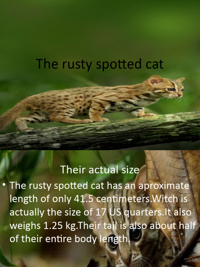 The Rusty Spotted Cat | PDF
