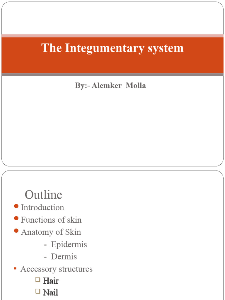 Integumentary System AM | PDF | Skin | Integumentary System