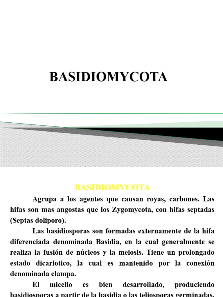 Basidiomycota: Hongos, Royas y Carbones | PDF | Micología | Hongo