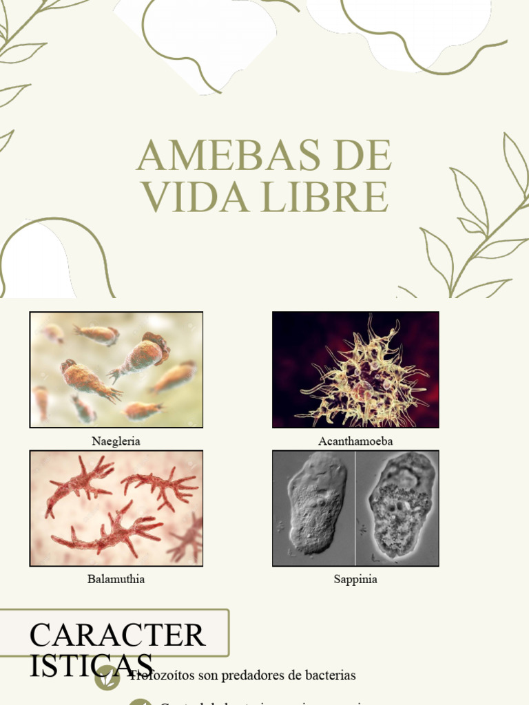 Amebas Vida Libre | PDF | Meningitis | Enfermedades y trastornos