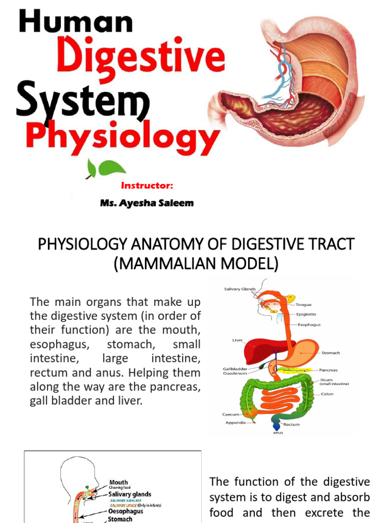 PHYSIOLOGY OF DIGESTION Lec 7 | PDF | Digestion | Gastrointestinal Tract