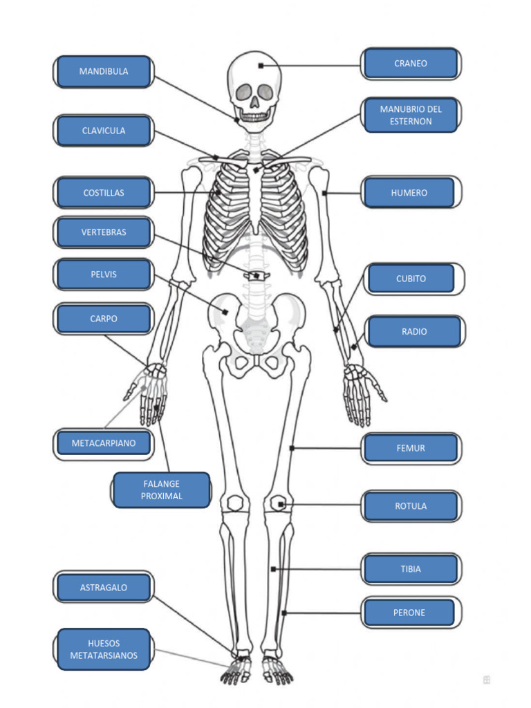 Sistema Oseo Humano Pdf