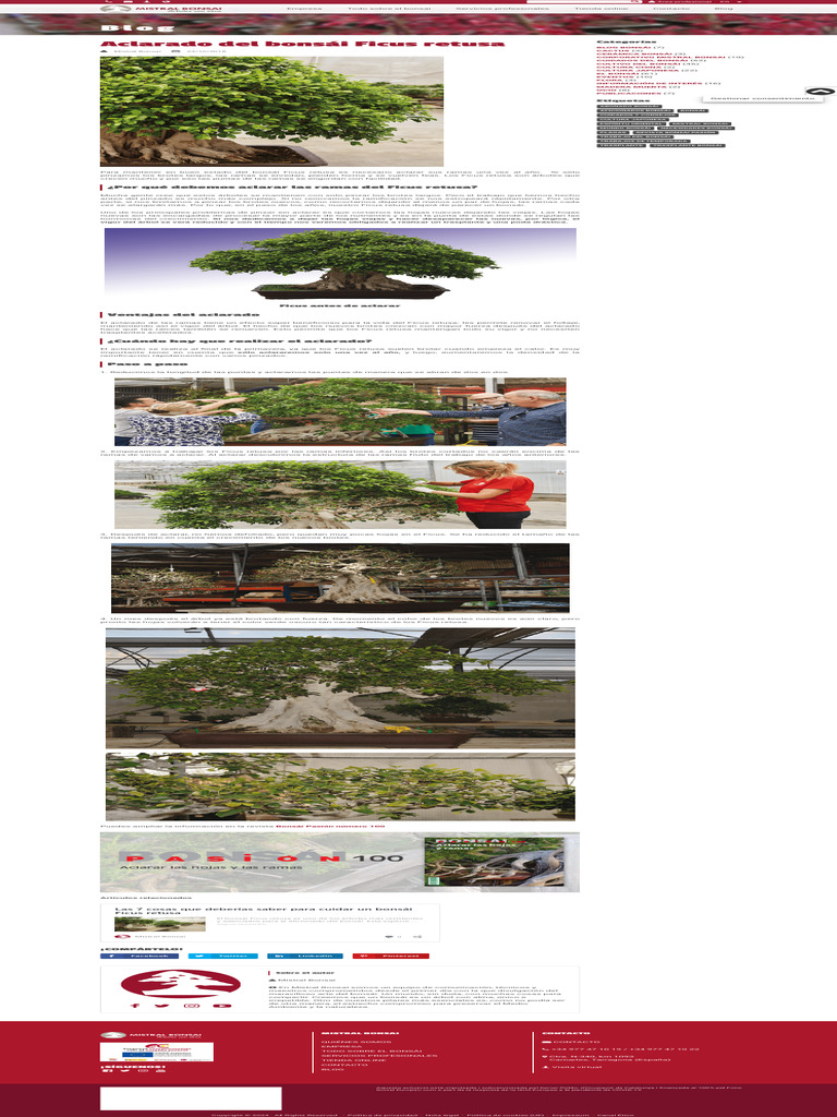 El Aclarado Del Bonsái Ficus Retusa - Mistral Bonsai | PDF | Bonsai | Hoja