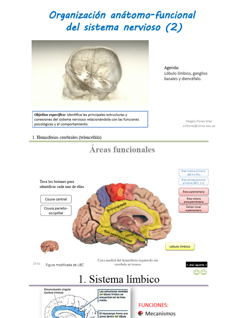 3 Organización Anátomo Funcional Del Sistema Nervioso 2 Obj 2 Pdf