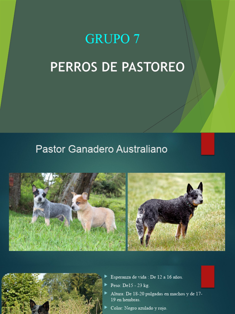Akc Grupo 7. Perros de Pastoreo | PDF | Collie | Subespecie De Canis Lupus