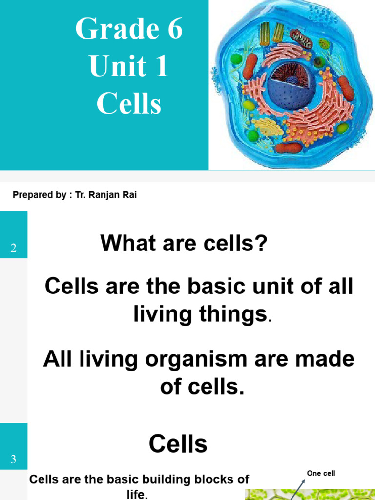G6 Science | PDF | Cell (Biology) | Chloroplast