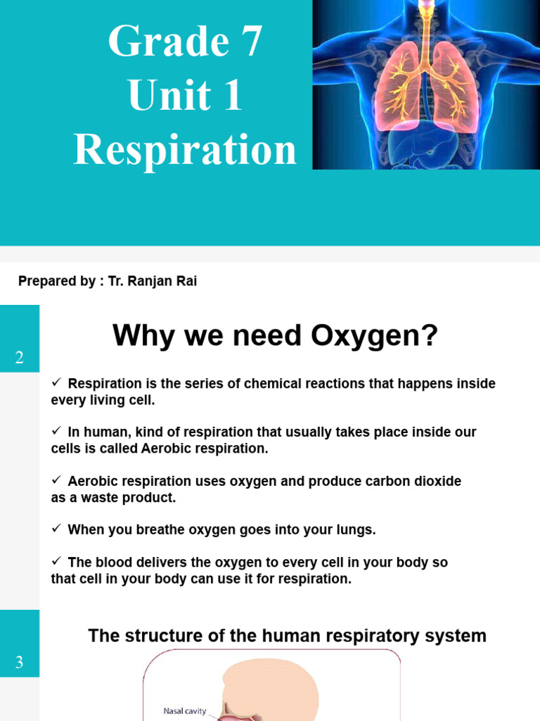 G7 Science | Download Free PDF | Respiratory System | Respiratory Tract