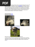 Anexo Lobos | PDF | Piel | Zoología