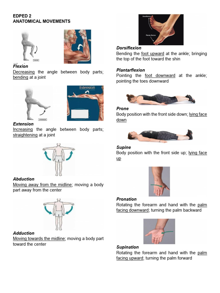 (PPT) Anatomical Movements - Edped 2 | PDF | Anatomical Terms Of Motion ...