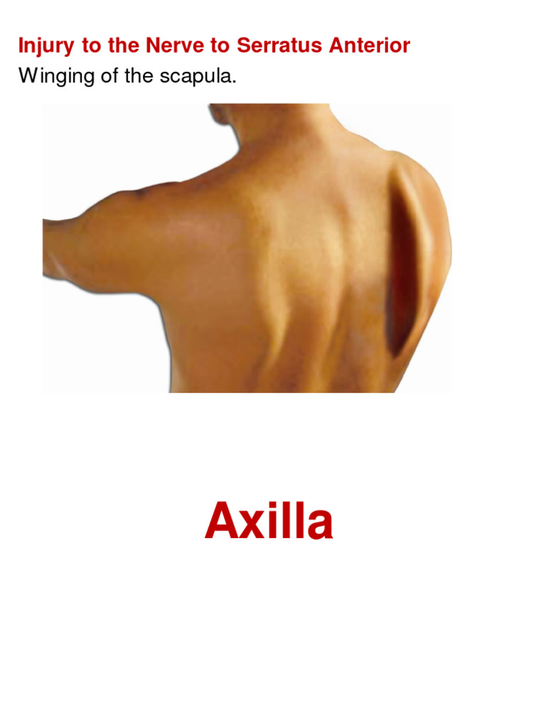Axilla | PDF | Anatomy | Human Anatomy