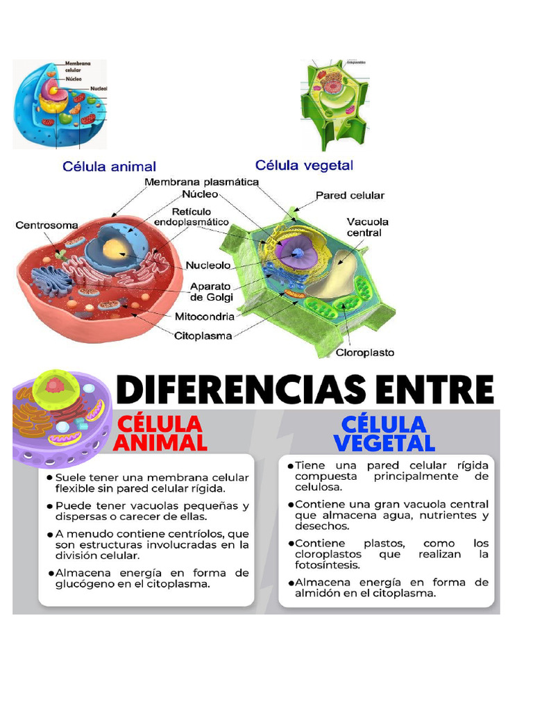 Las células animales | Descargar gratis PDF | Nucleo celular | Biología ...